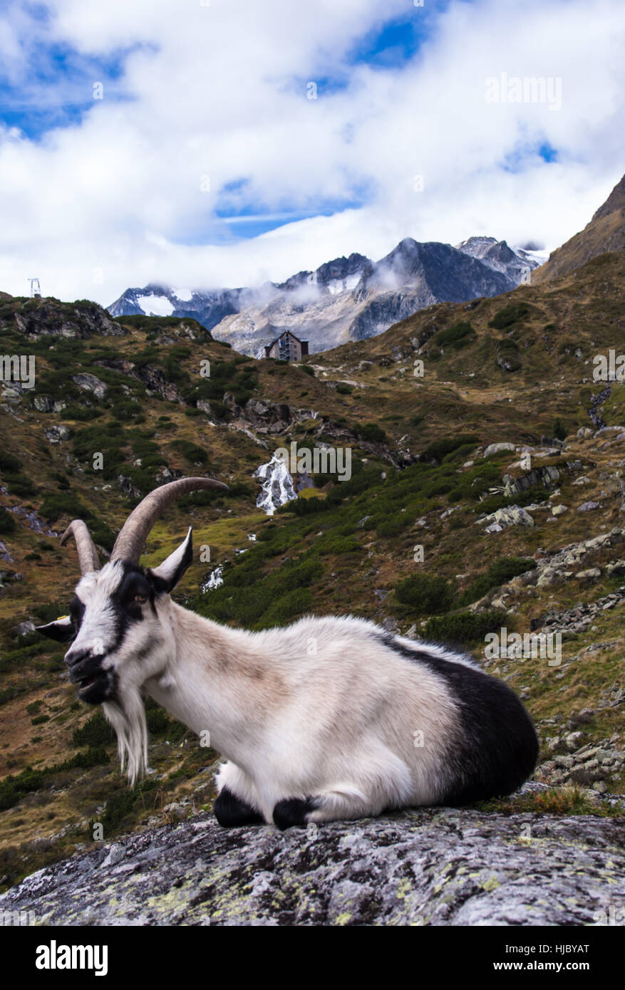 mountains, animal, alps, alp, goat, lodge, hut, mountains, animal, alps ...