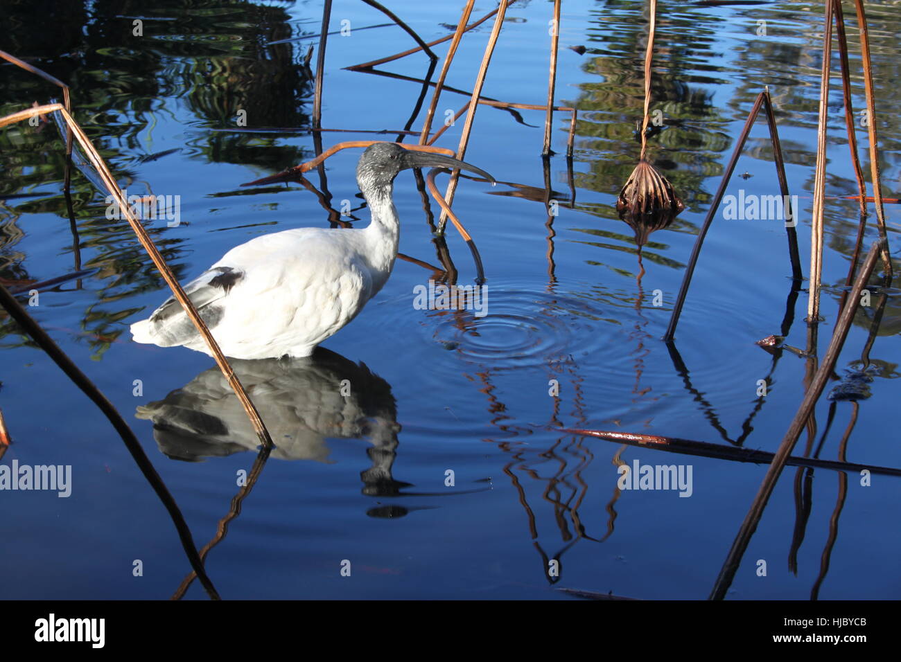 legs, tree, trees, bird, animals, australia, native, feathers, bush ...