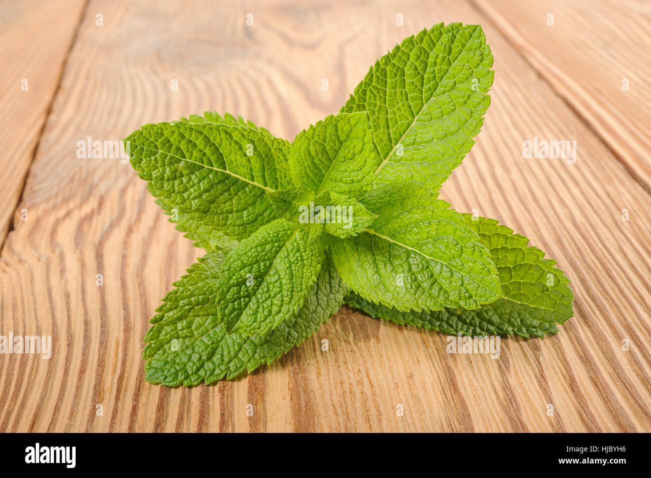 Mentha viridis hi-res stock photography and images - Alamy