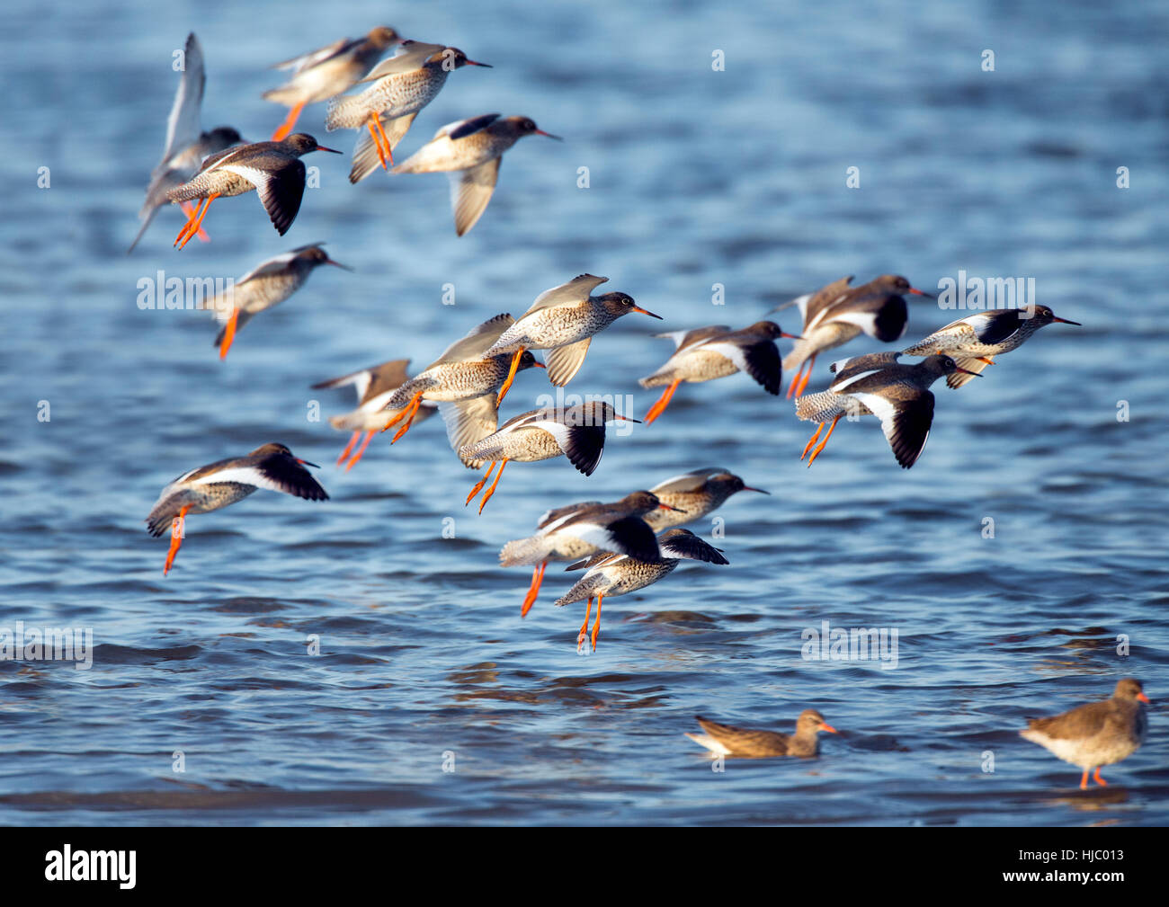 Flock of 18 redshank (Tringa totanus) in flight, legs down coming in to ...