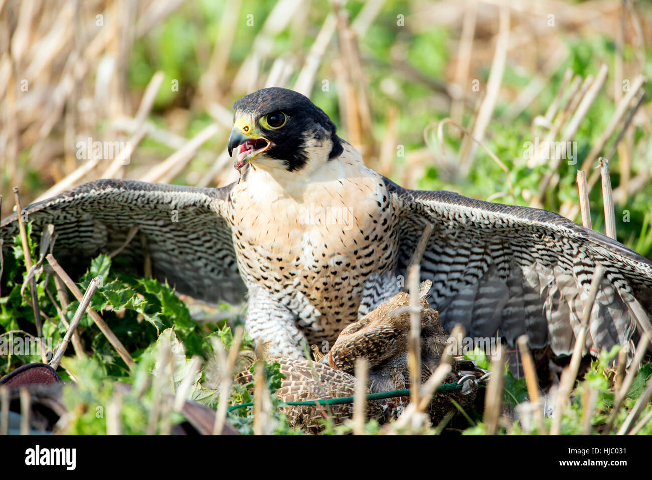 Peregrine Falcon (Falco peregrinus) with prey, mantling a kill, English ...