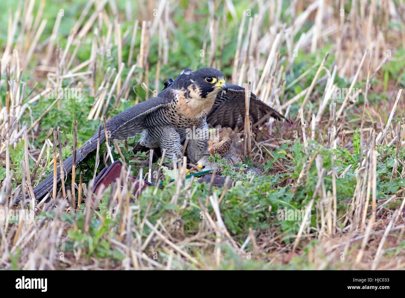 English Partridge High Resolution Stock Photography and Images - Alamy