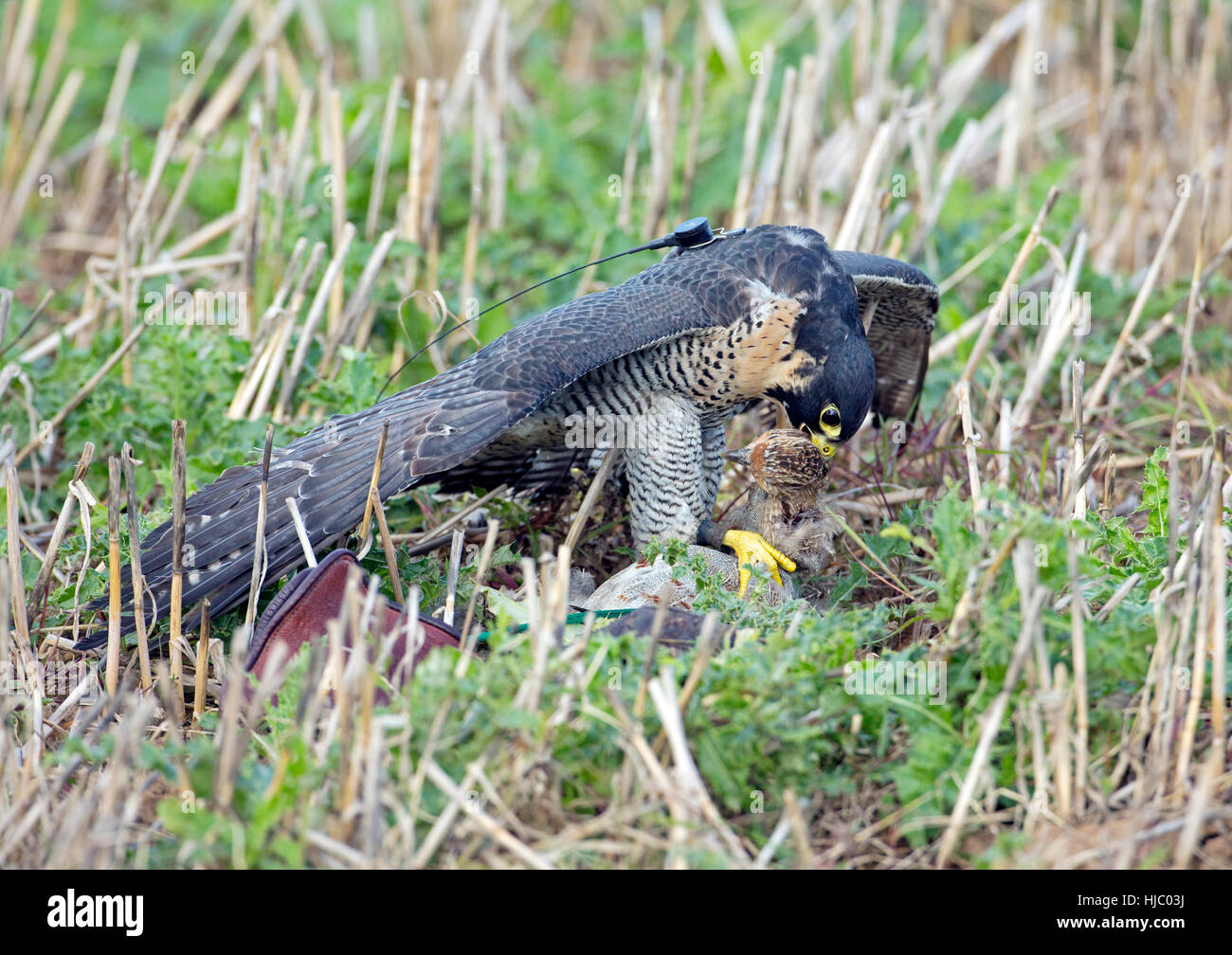 Peregrine Falcon (Falco peregrinus) with prey, mantling a kill, English ...