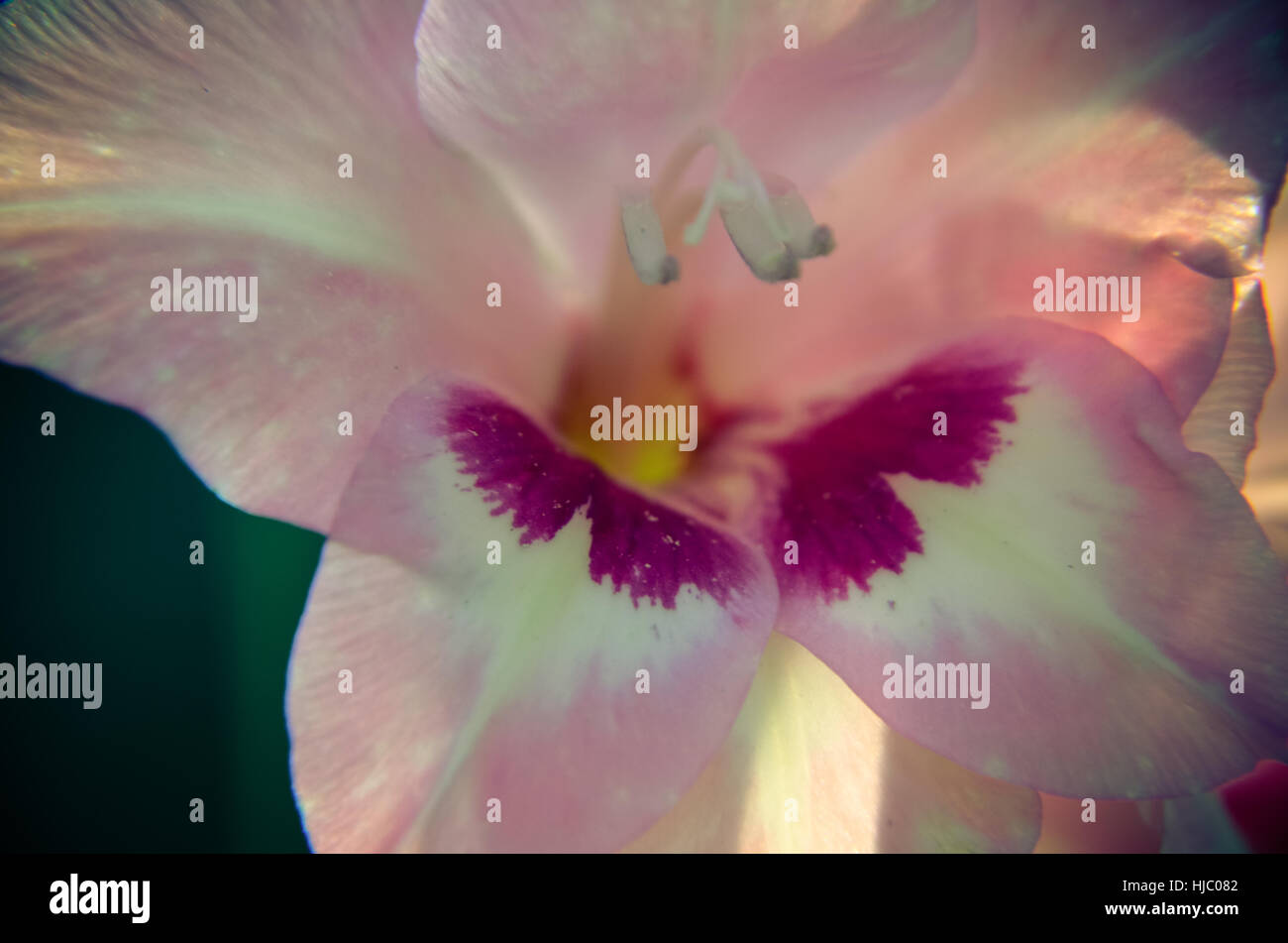 Pink striped trumpet lily hi-res stock photography and images - Alamy