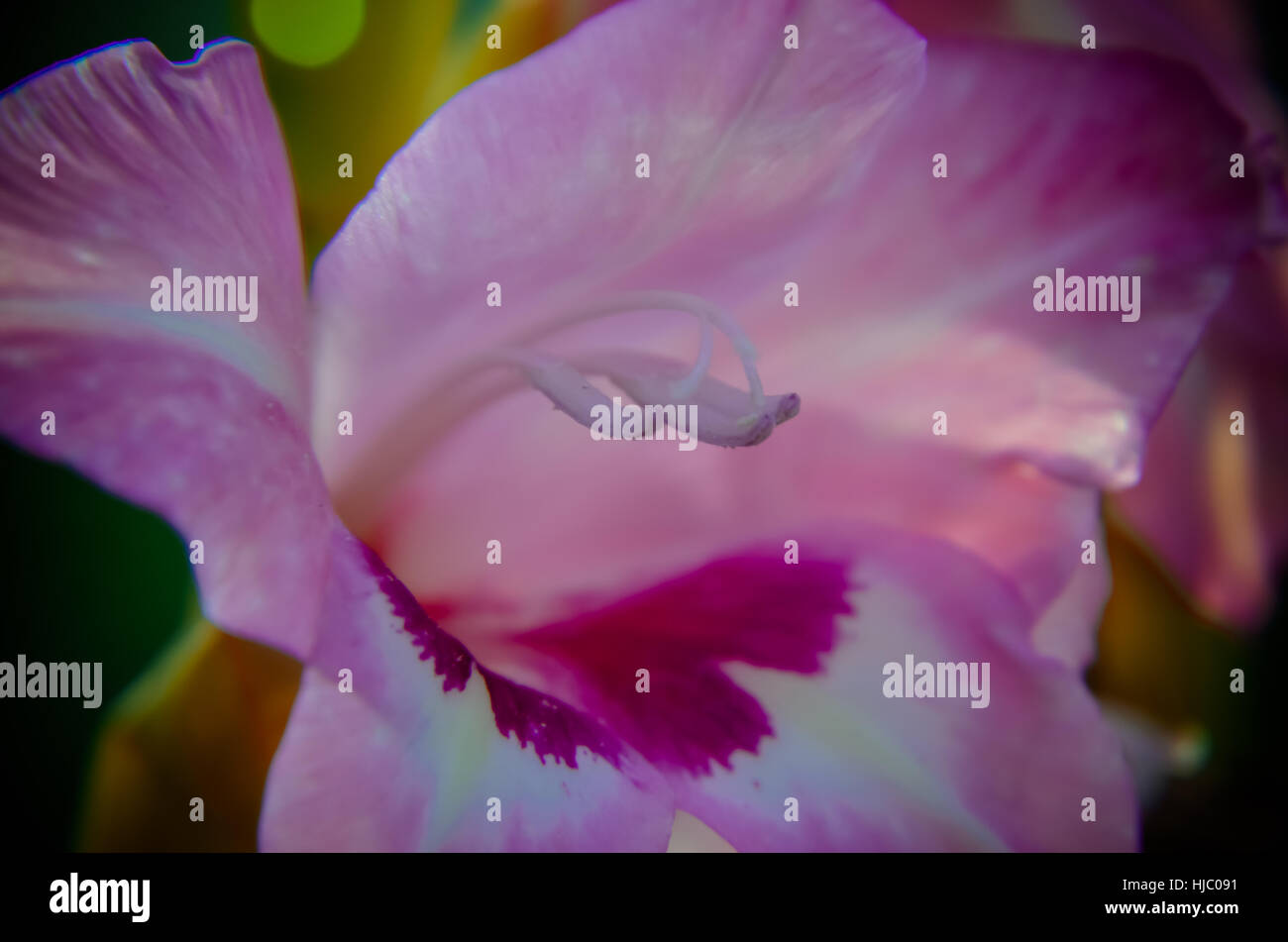 Pink lilia flower closeup at the garden as background Stock Photo - Alamy