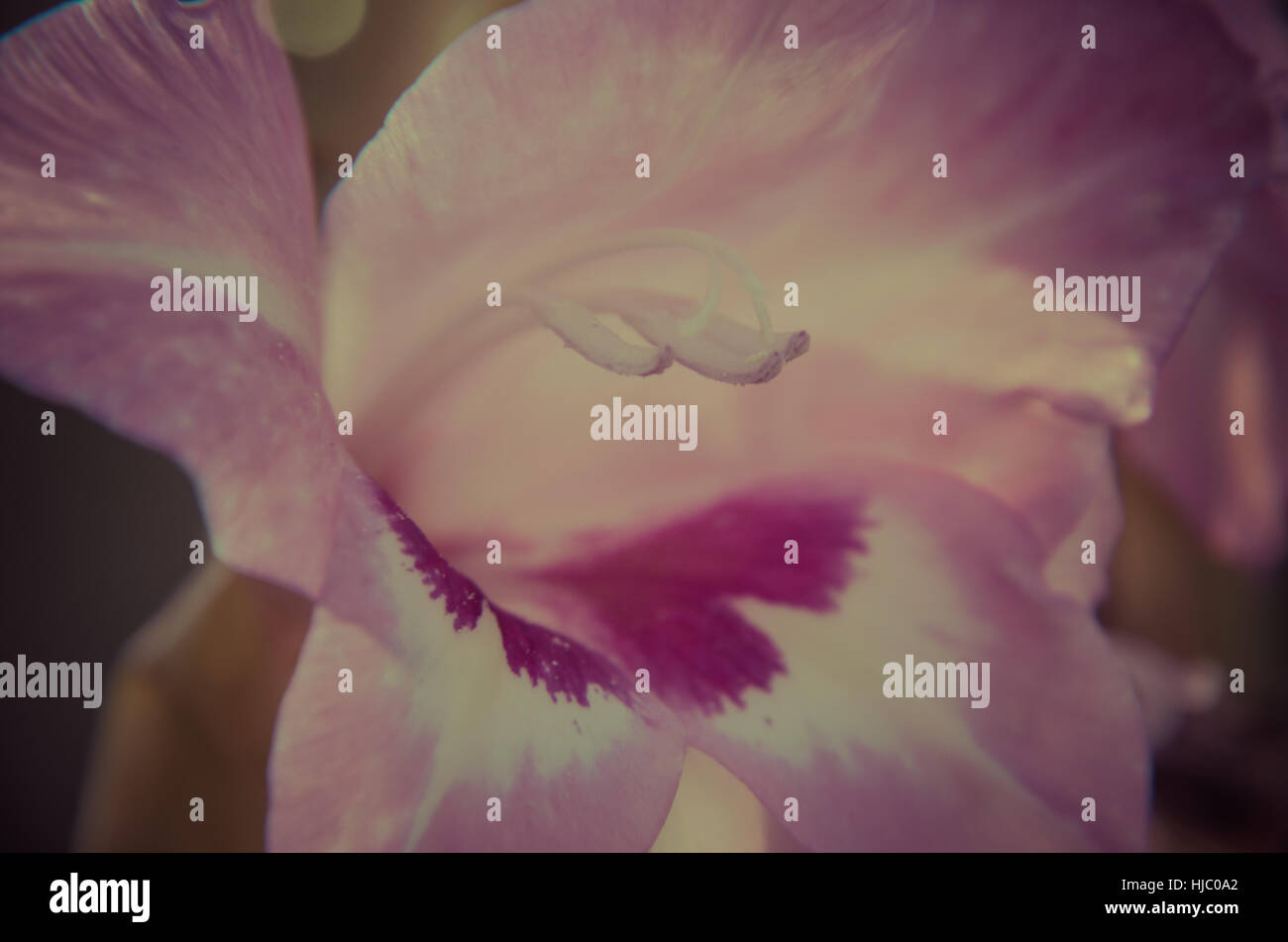 Lilia High Resolution Stock Photography and Images - Alamy