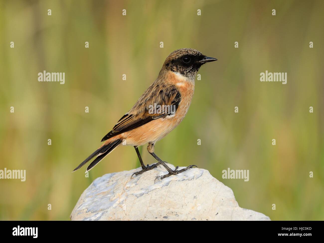 Eastern stonechat hi-res stock photography and images - Alamy