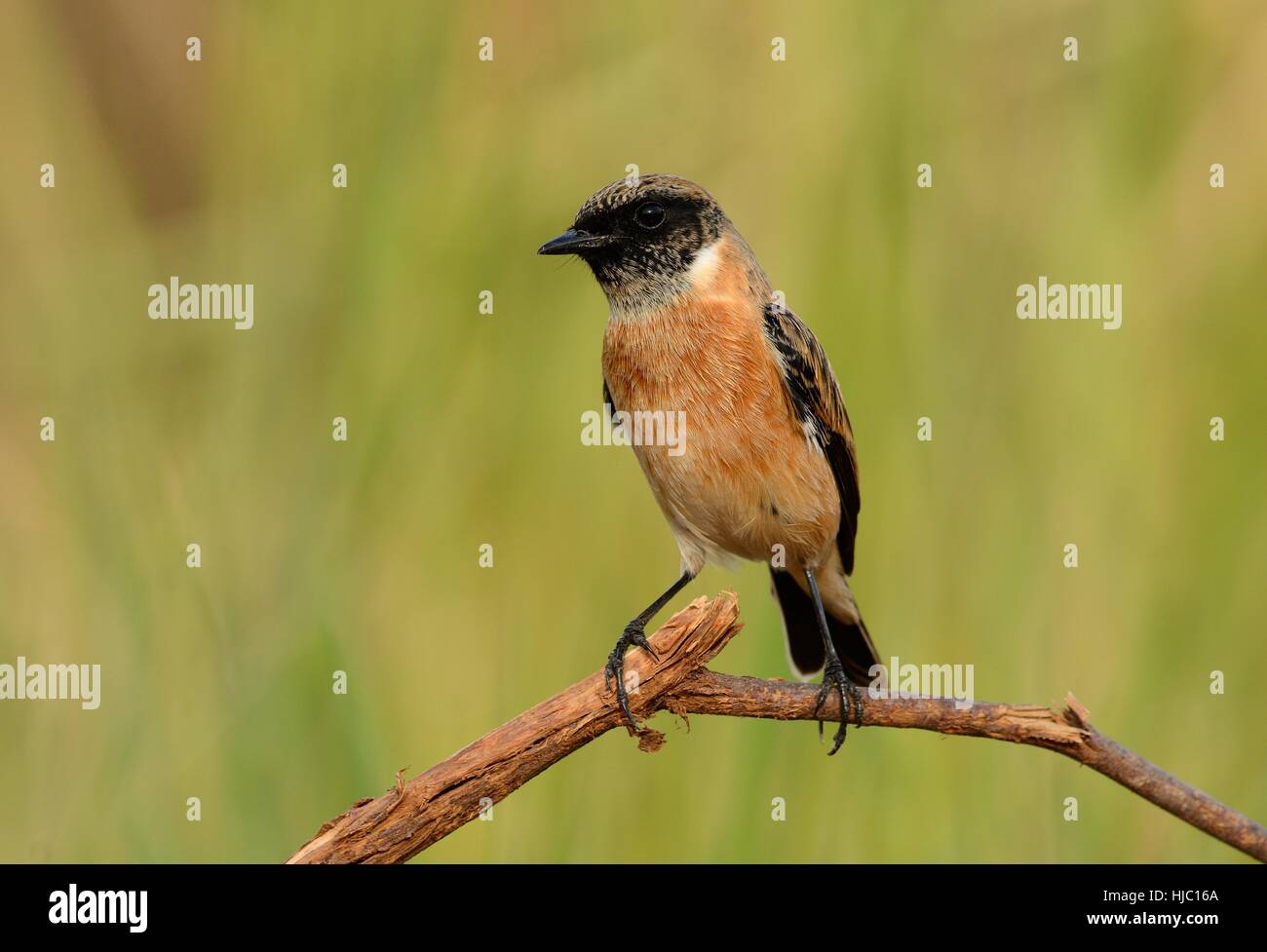 beautiful male Eastern Stonechat (Saxicola stejnegeri) standing on ...