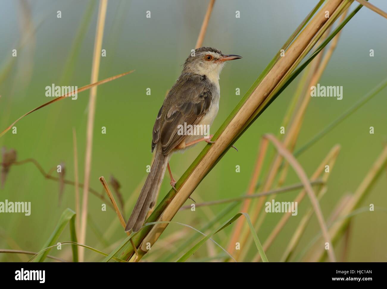 Prina inornata hi-res stock photography and images - Alamy