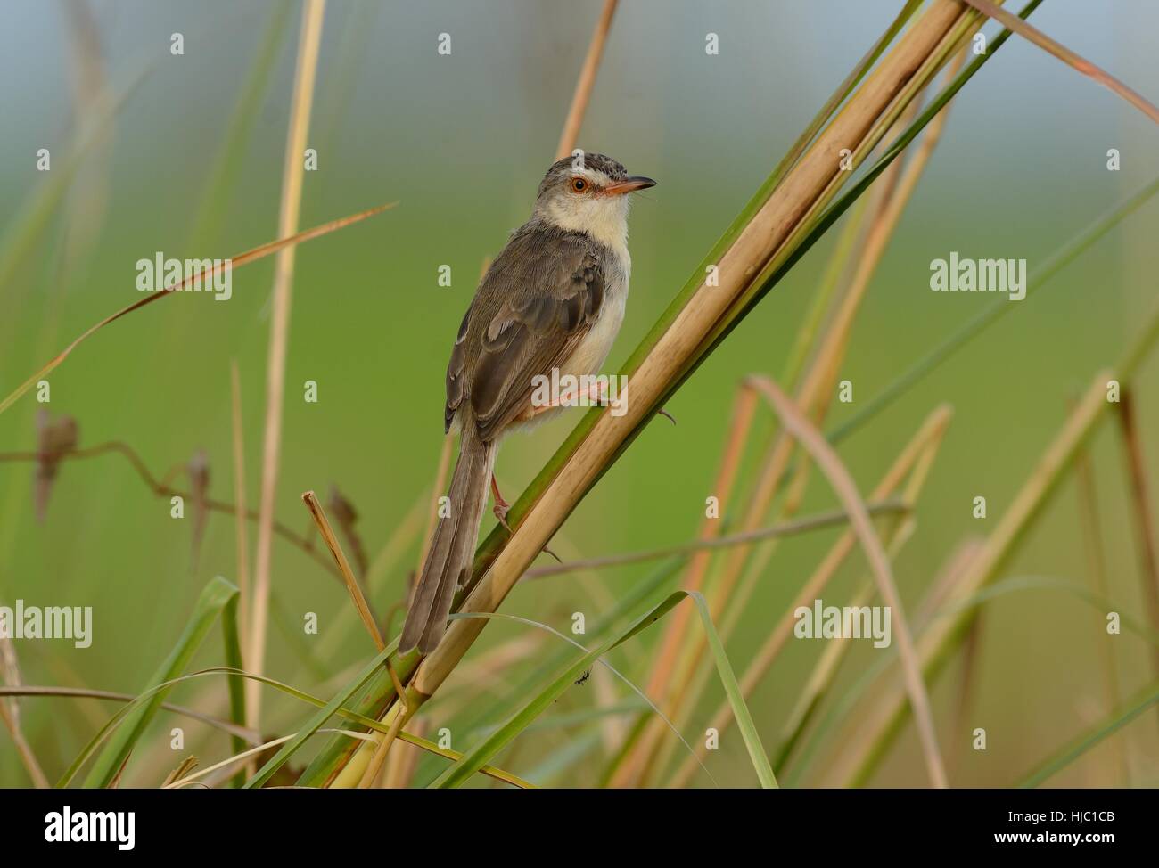 Prina inornata hi-res stock photography and images - Alamy