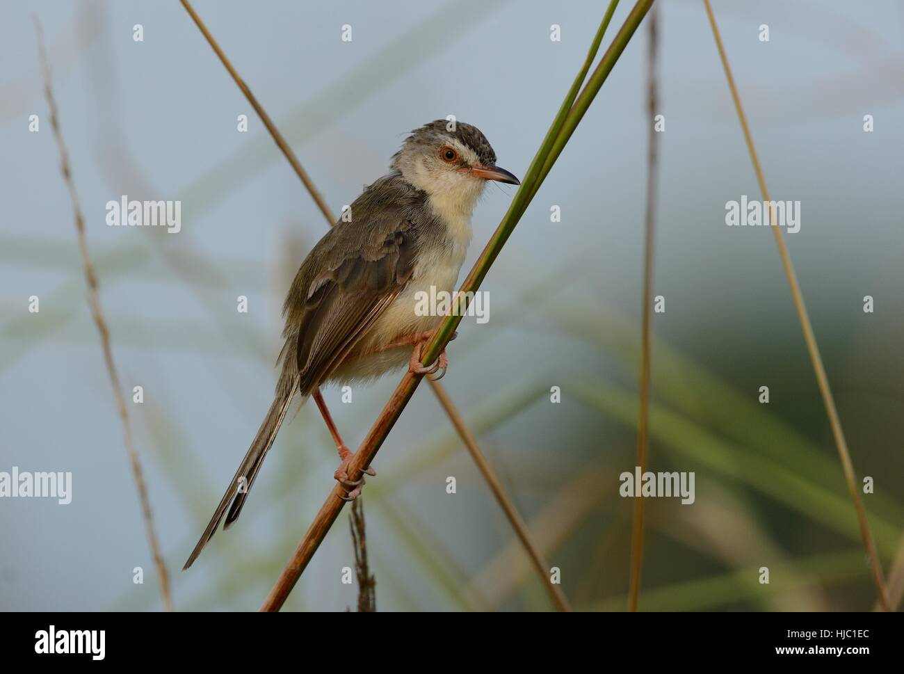 Prina inornata hi-res stock photography and images - Alamy