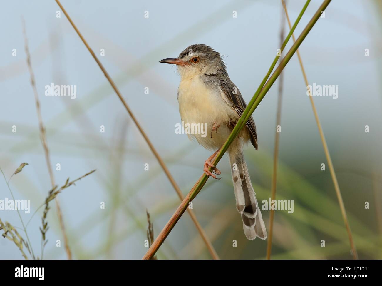 beautiful plain prina (Prina inornata) possing on log in forest of ...