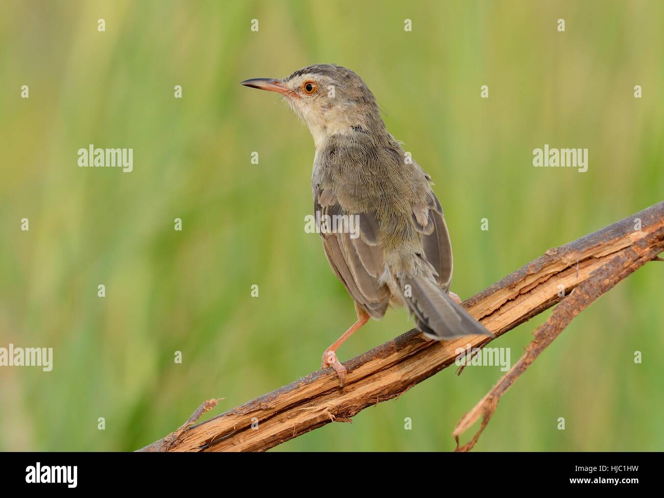 Prina inornata hi-res stock photography and images - Alamy