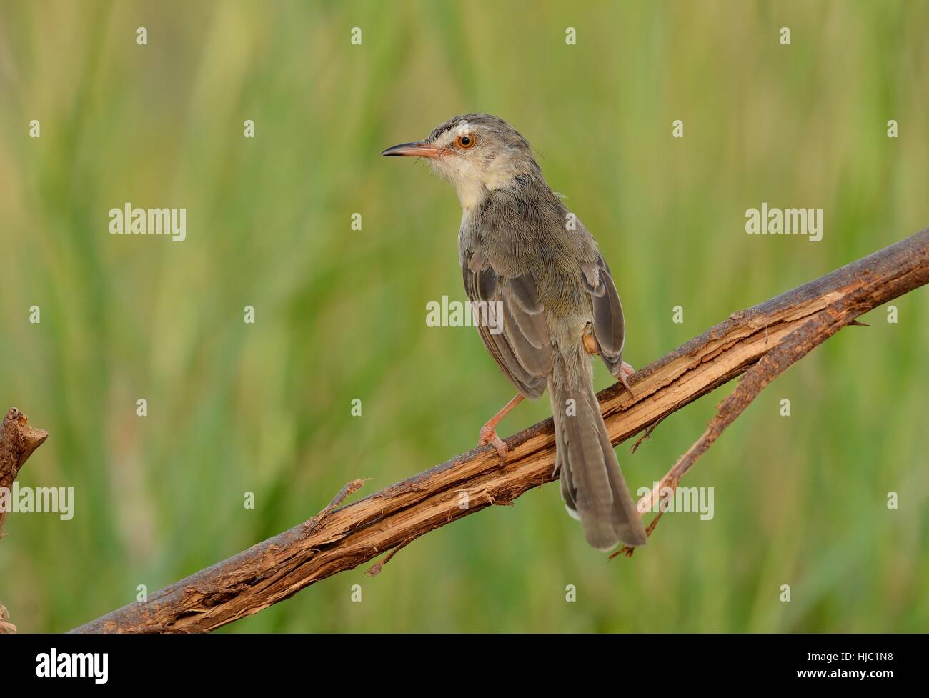 Prina inornata hi-res stock photography and images - Alamy