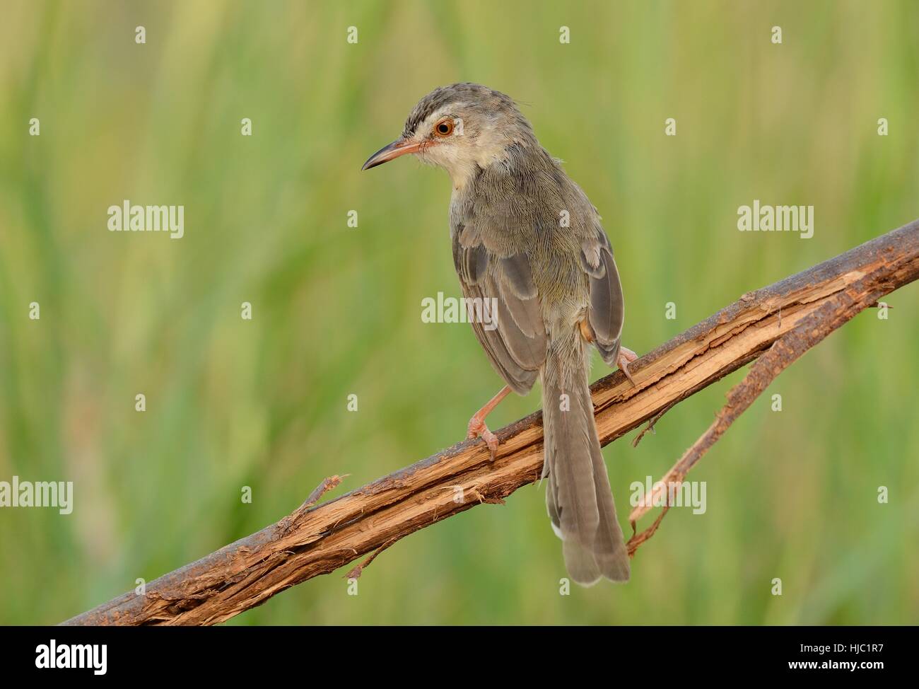 Prina inornata hi-res stock photography and images - Alamy