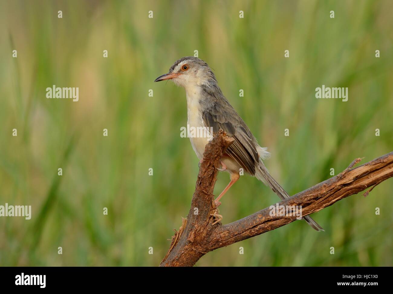 beautiful plain prina (Prina inornata) possing on log in forest of ...