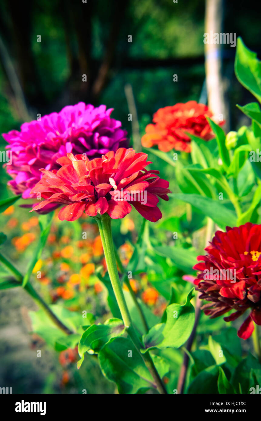 Closeup colorful zinnia violacea flower hi-res stock photography and ...
