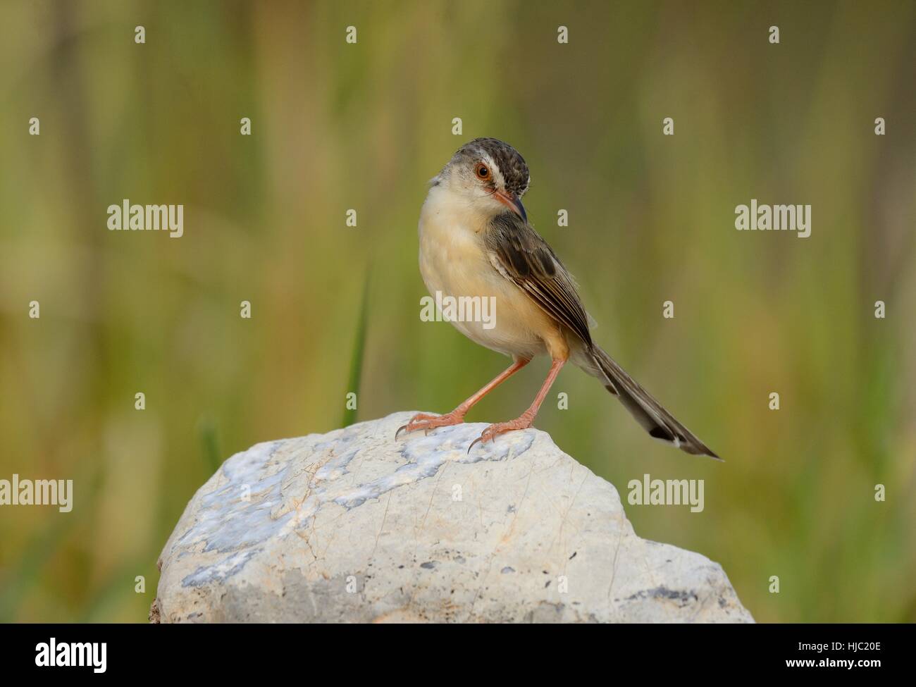 beautiful plain prina (Prina inornata) possing on log in forest of ...