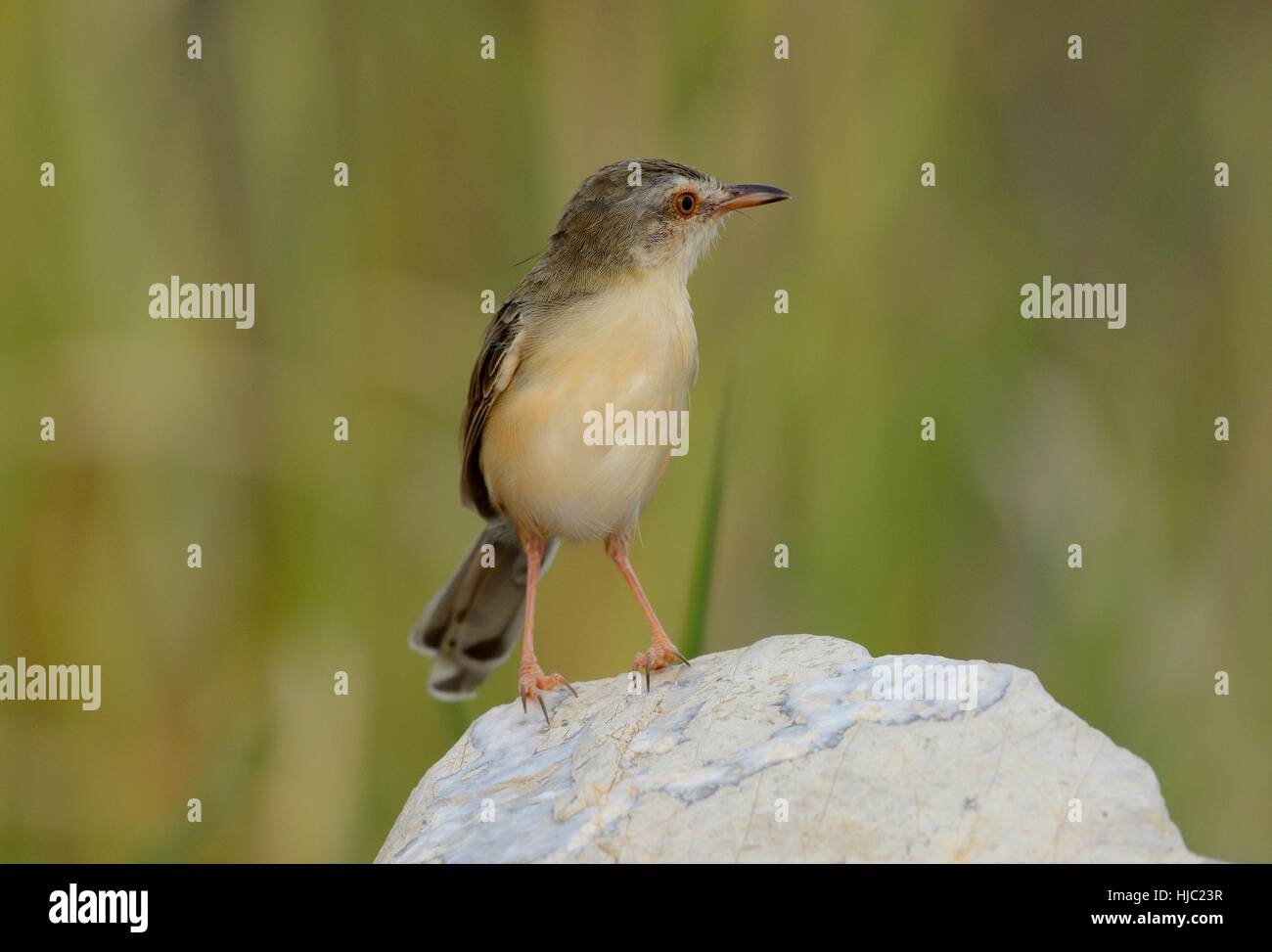 Prina inornata hi-res stock photography and images - Alamy