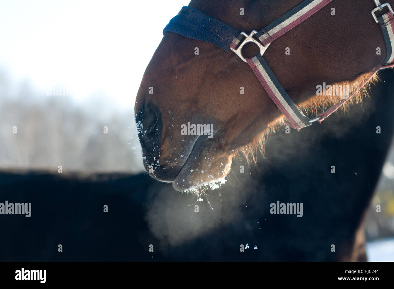 Closeup photo of horse snort and exhale in winter Stock Photo - Alamy