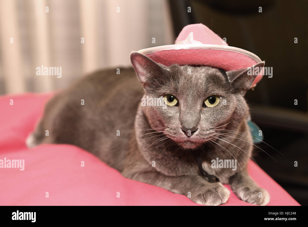 Annoyed cat hi-res stock photography and images - Alamy