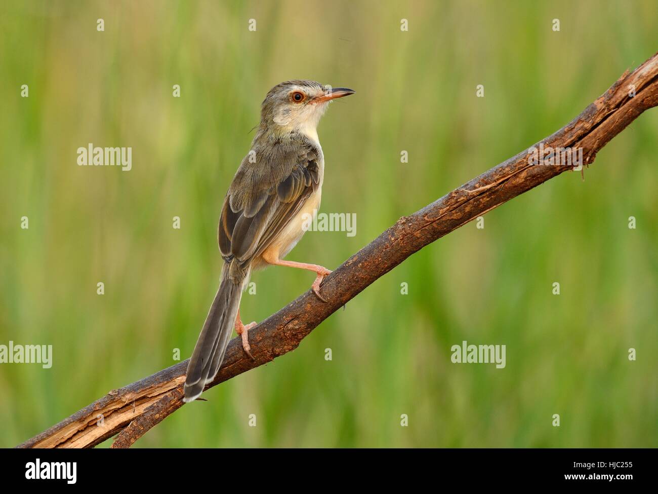 Prina inornata hi-res stock photography and images - Alamy