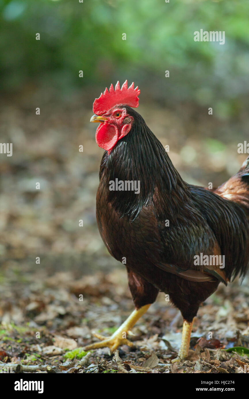 Rhode Island Red Cock (Gallus gallus domesticus Stock Photo - Alamy