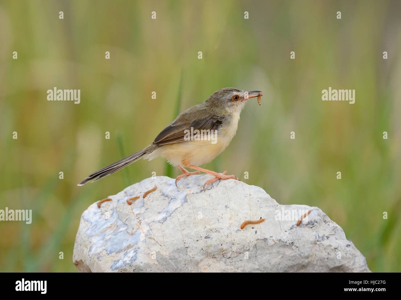 Log in forest hi-res stock photography and images - Alamy