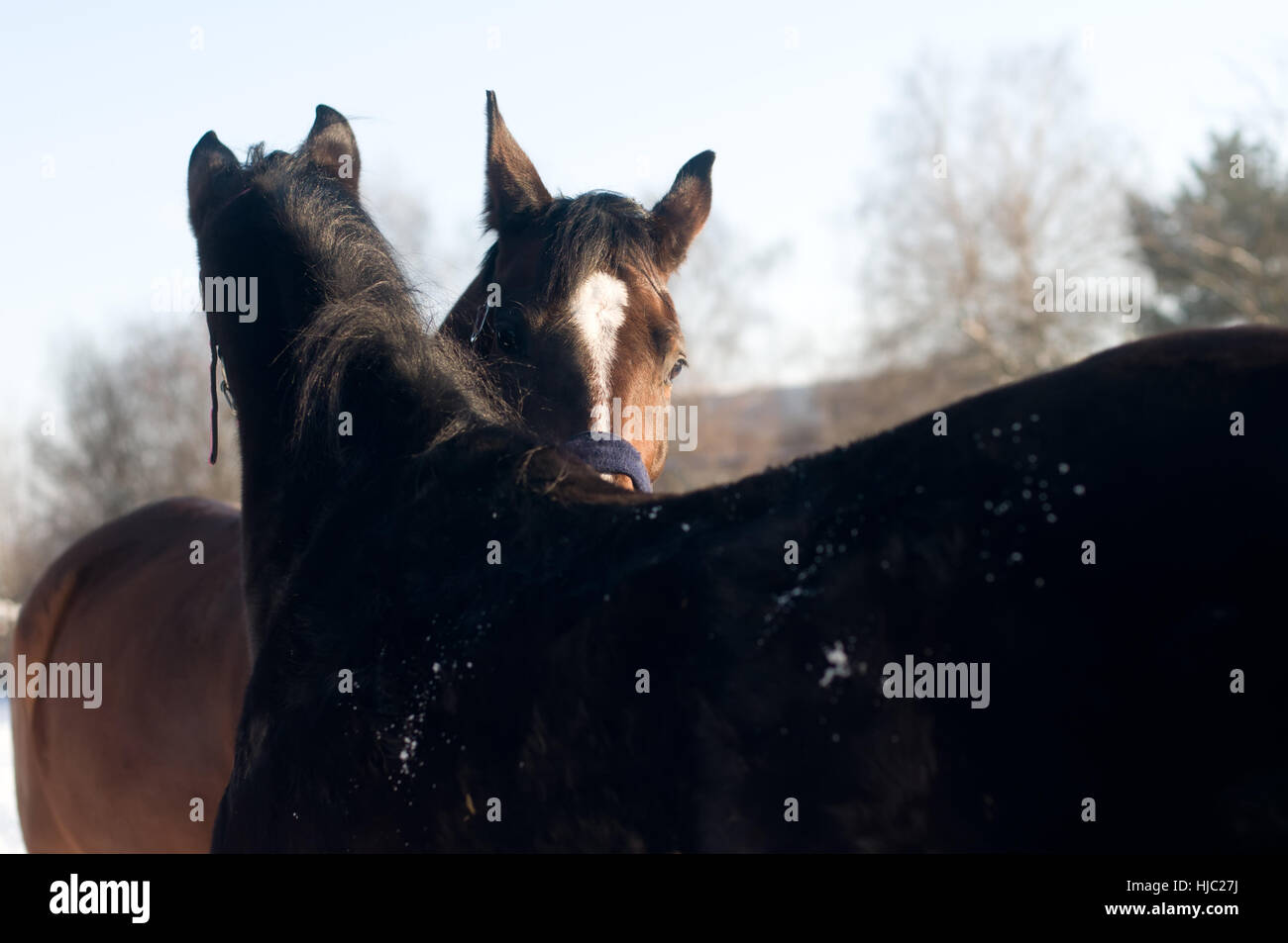 Two horses in love portrait caring of each other Stock Photo - Alamy
