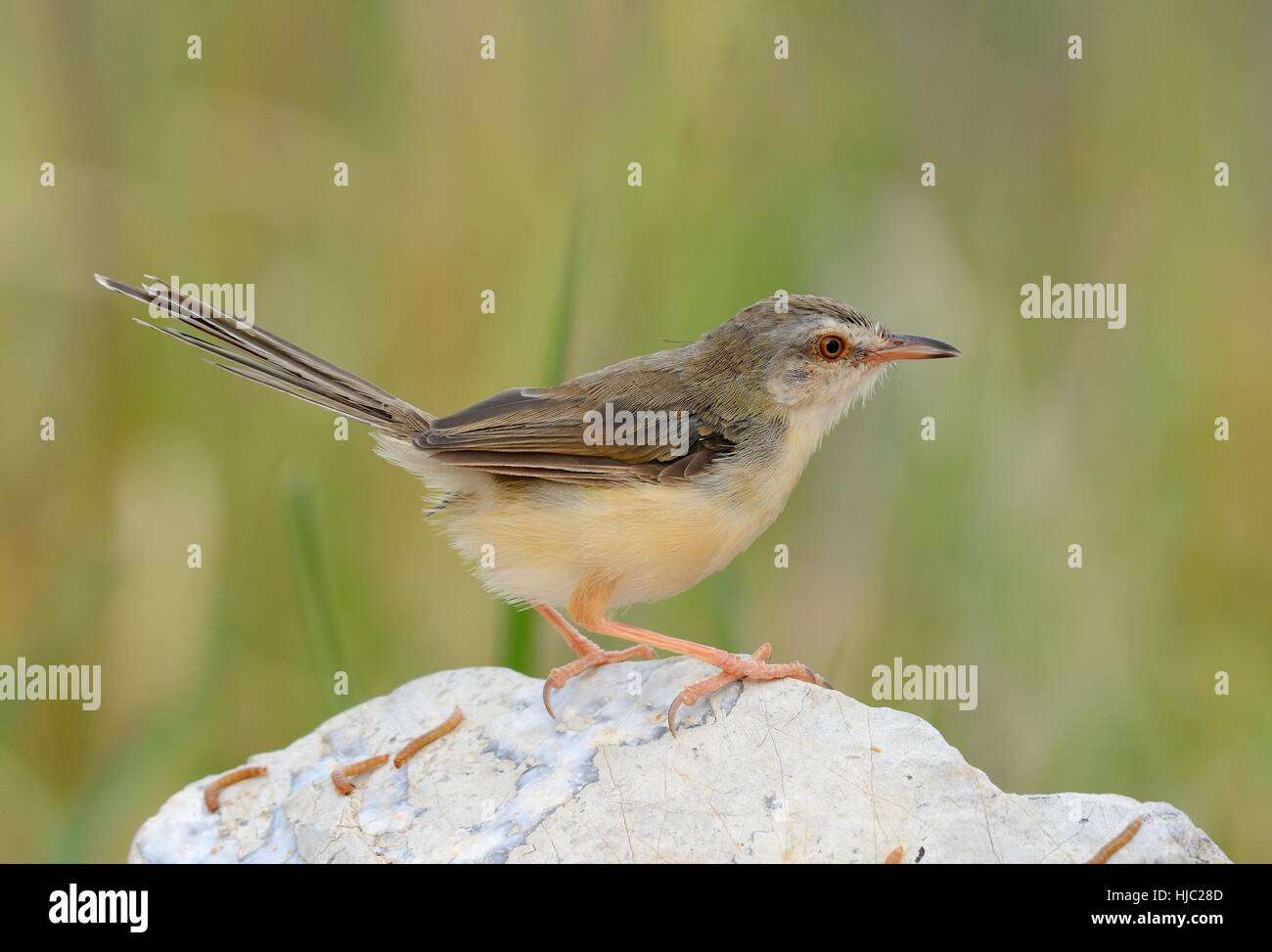 Prina inornata hi-res stock photography and images - Alamy