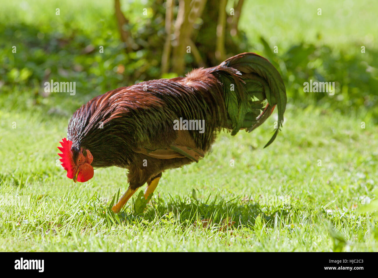 Rhode Island Red Cockerel Gallus gallus. Free range. Foraging amongst ...
