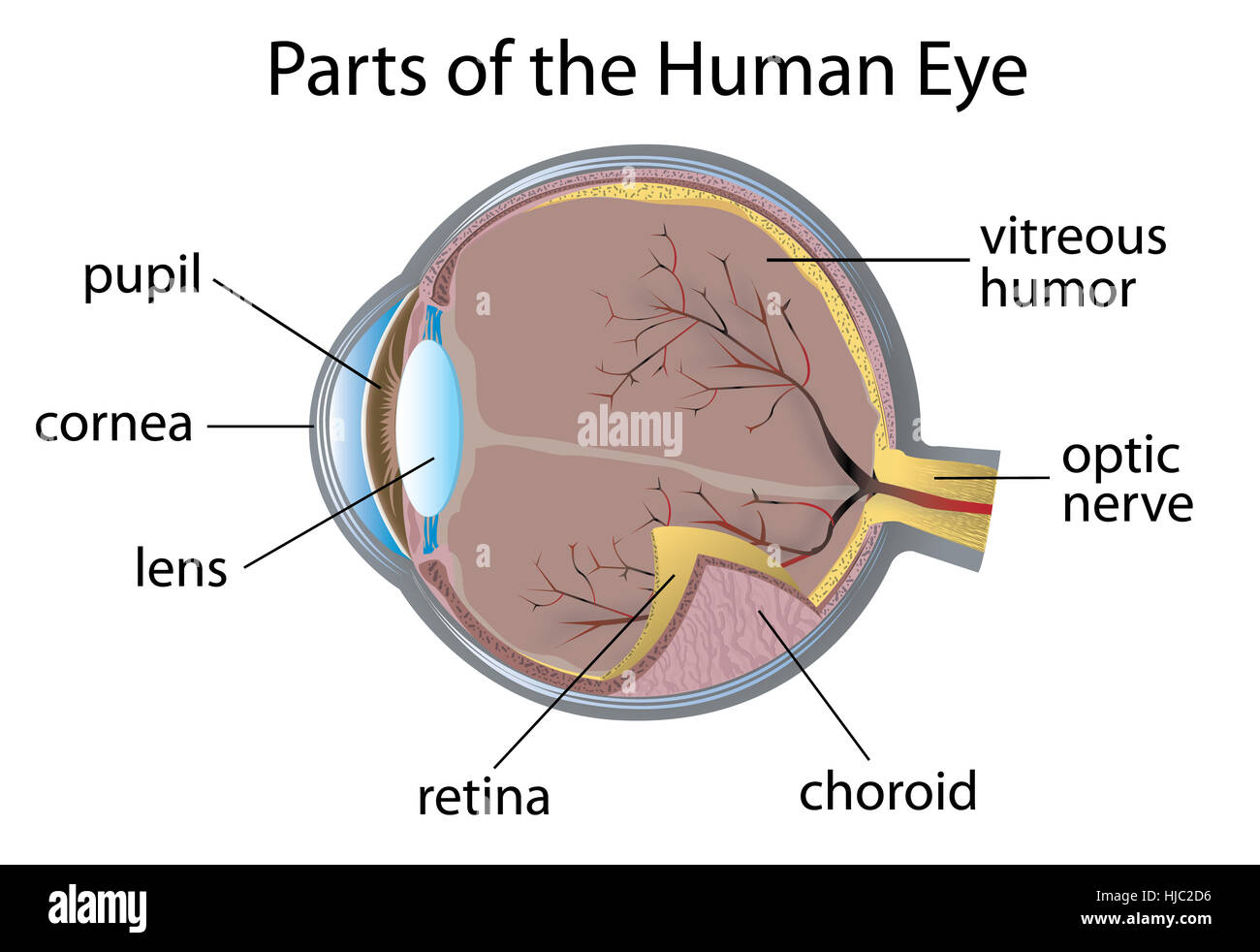 object, education, inside, isolated, medicinally, medical, technical ...