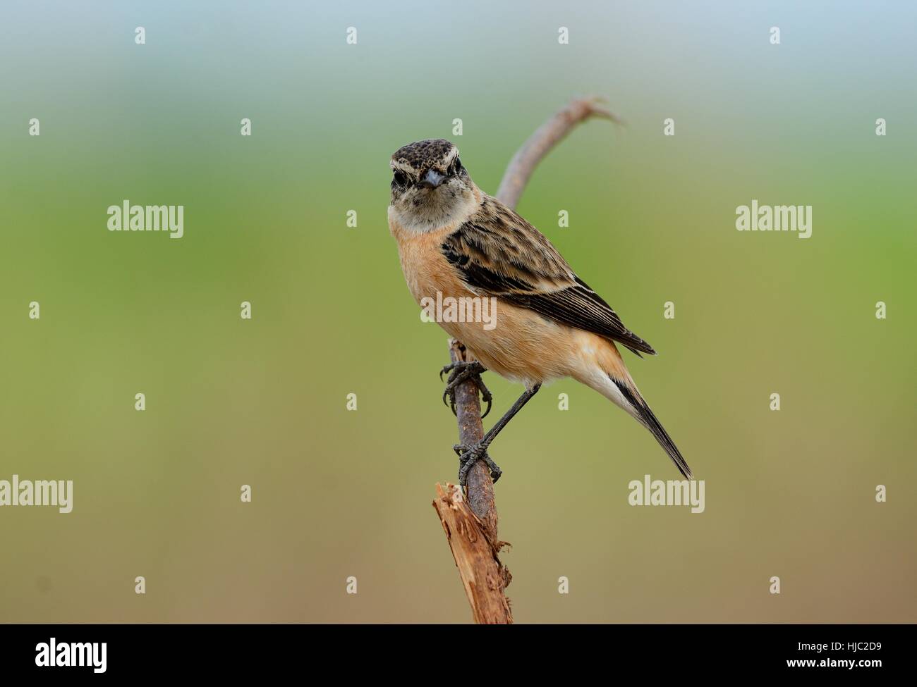 beautiful female Eastern Stonechat (Saxicola stejnegeri) standing on ...