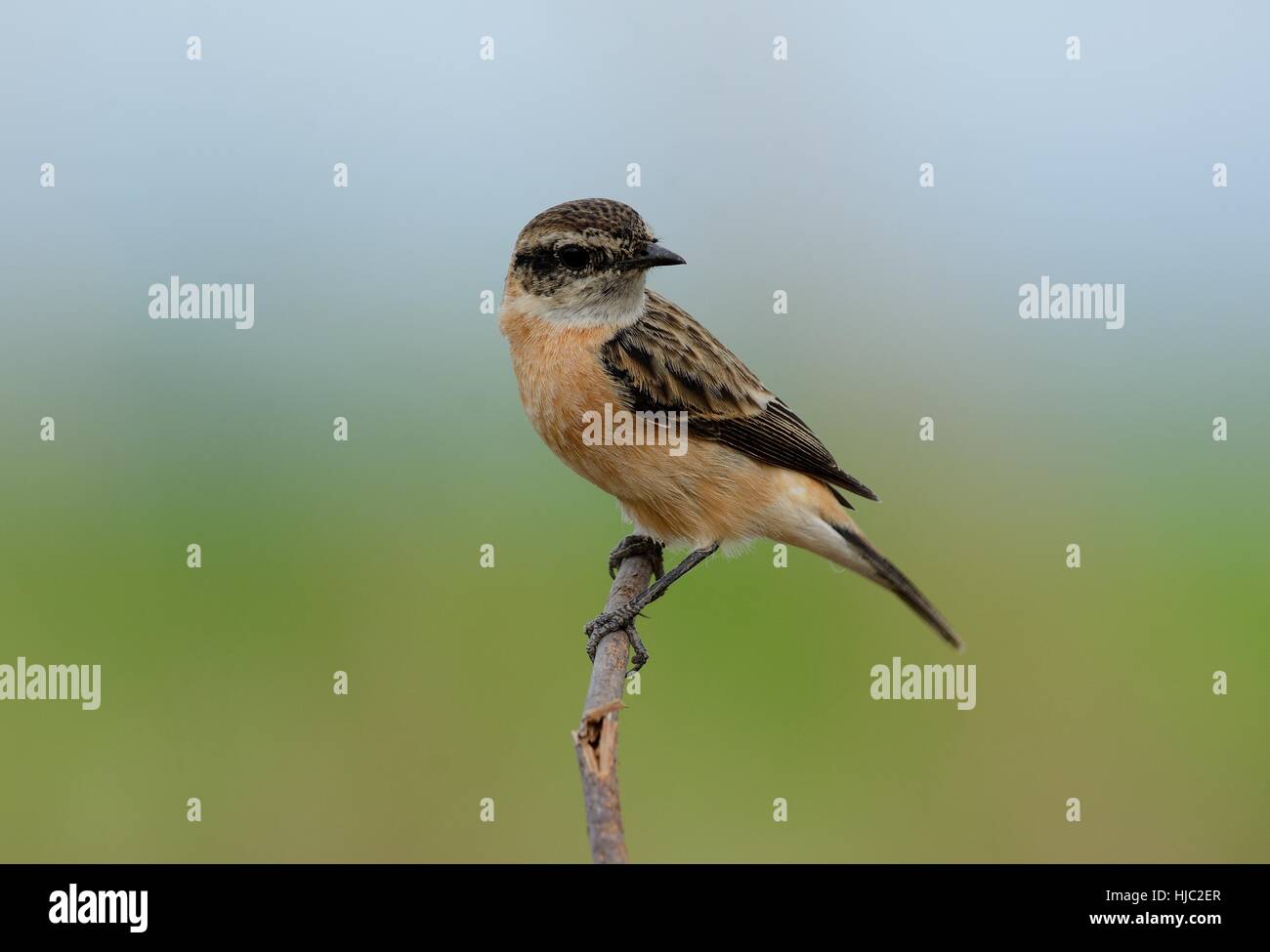 beautiful female Eastern Stonechat (Saxicola stejnegeri) standing on ...