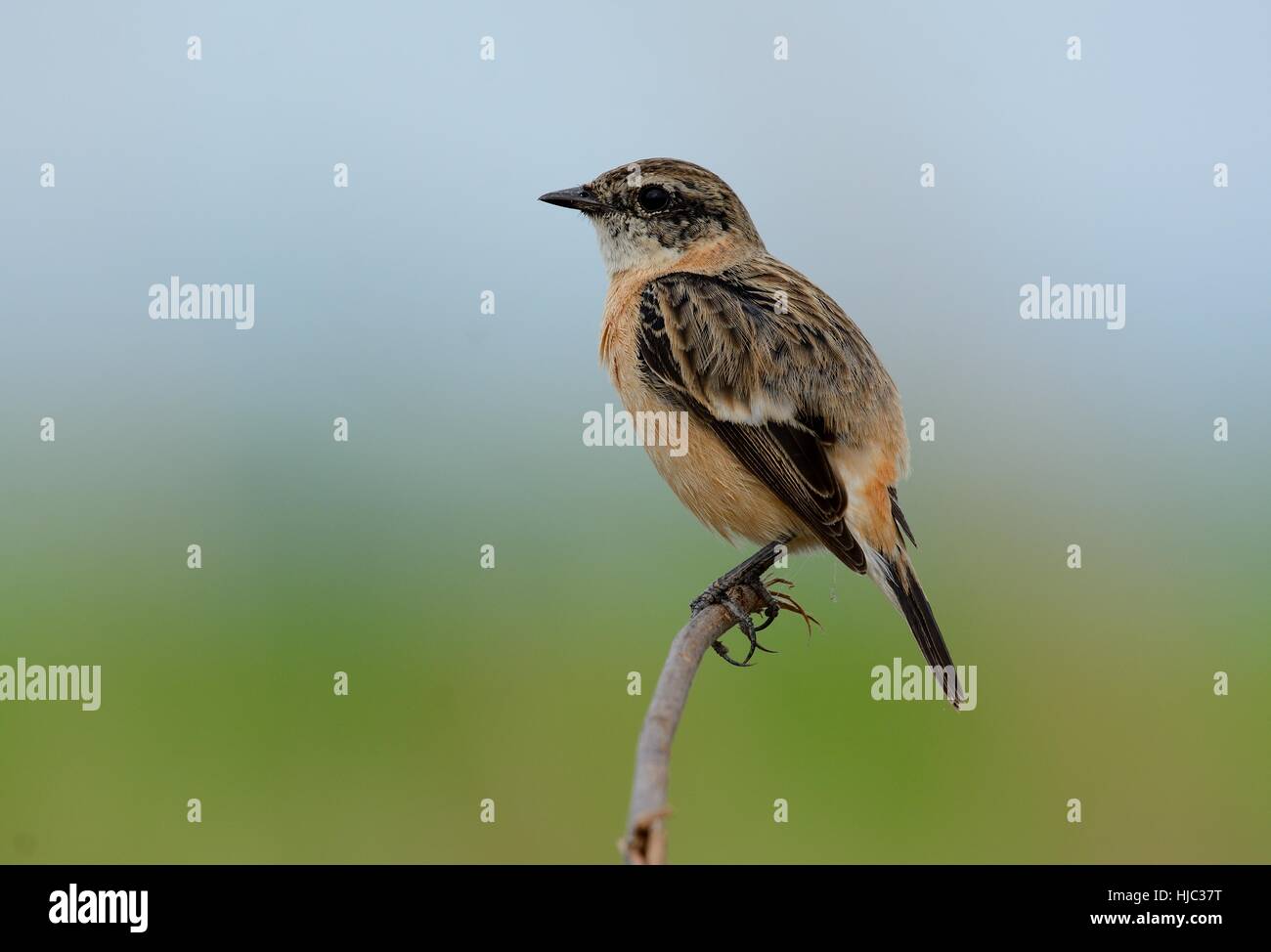 beautiful female Eastern Stonechat (Saxicola stejnegeri) standing on ...