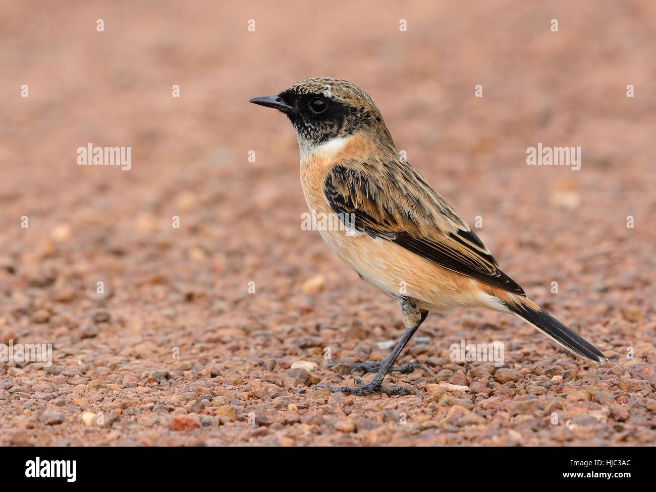 beautiful male Eastern Stonechat (Saxicola stejnegeri) standing on ...