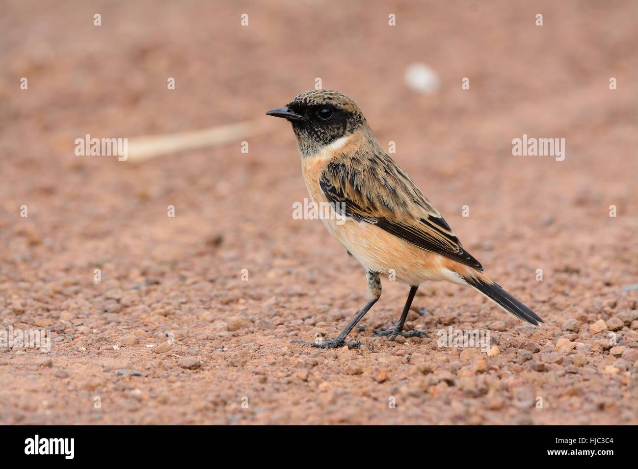 beautiful male Eastern Stonechat (Saxicola stejnegeri) standing on ...