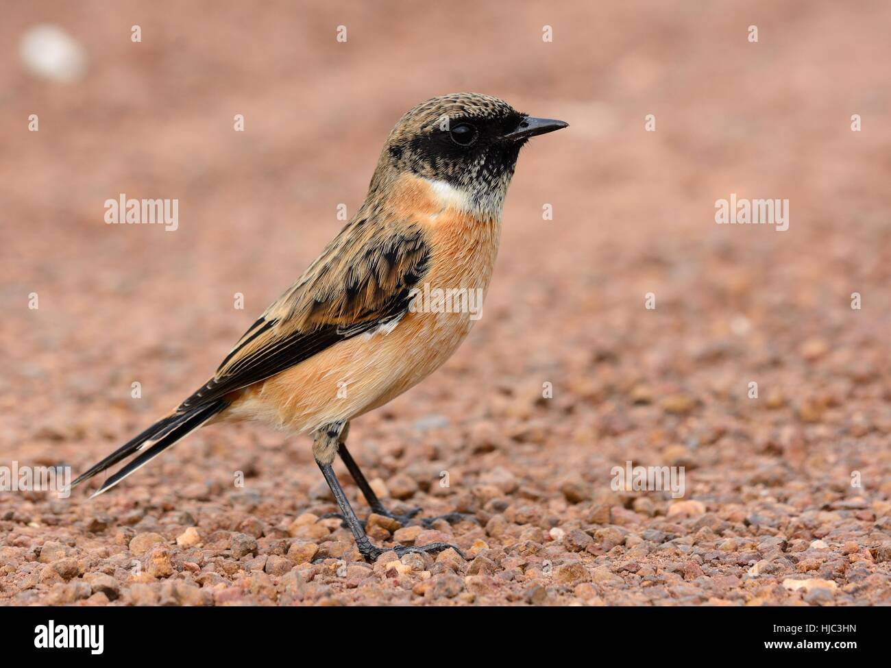 beautiful male Eastern Stonechat (Saxicola stejnegeri) standing on ...