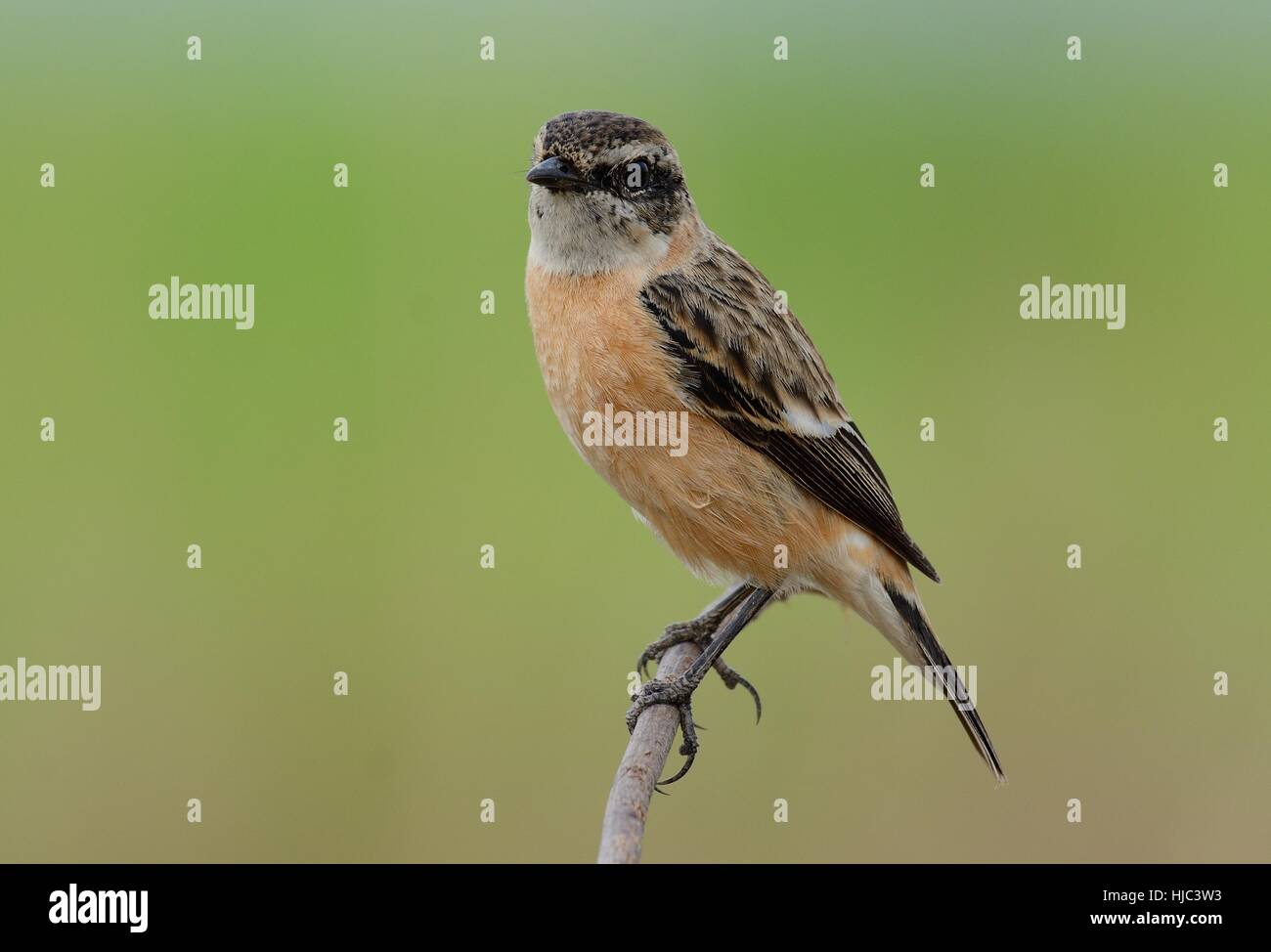 beautiful female Eastern Stonechat (Saxicola stejnegeri) standing on ...