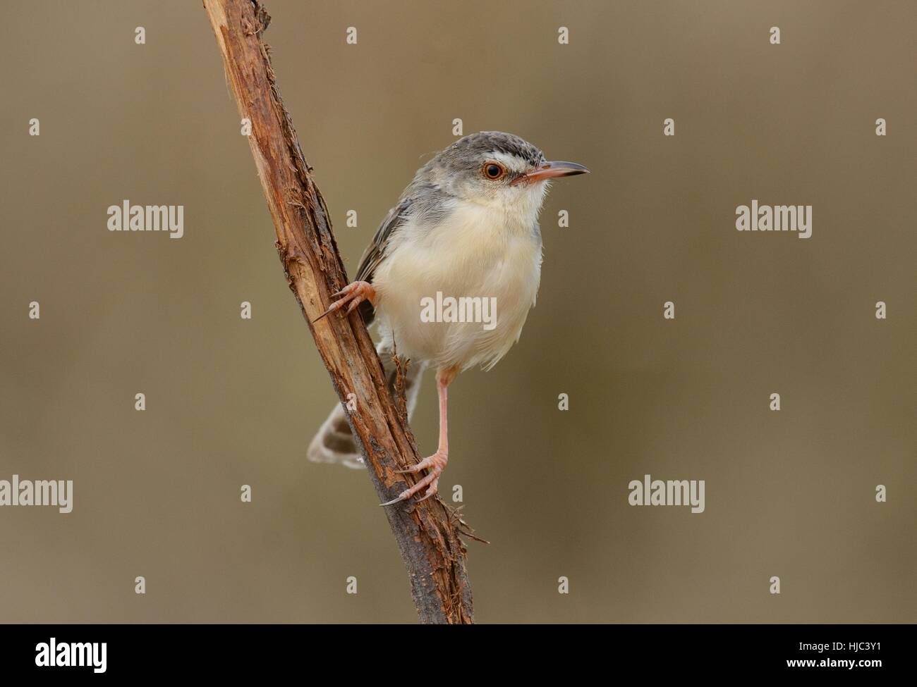 beautiful plain prina (Prina inornata) possing on log in forest of ...