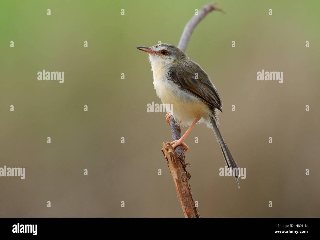 Prina inornata hi-res stock photography and images - Alamy