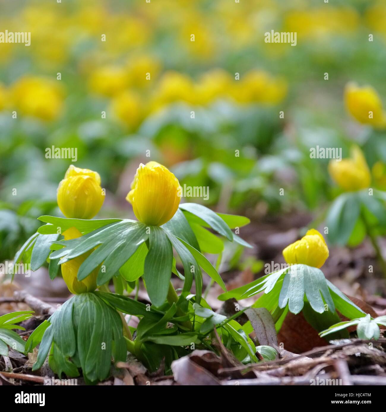 Winterling - winter aconite 05 Stock Photo - Alamy