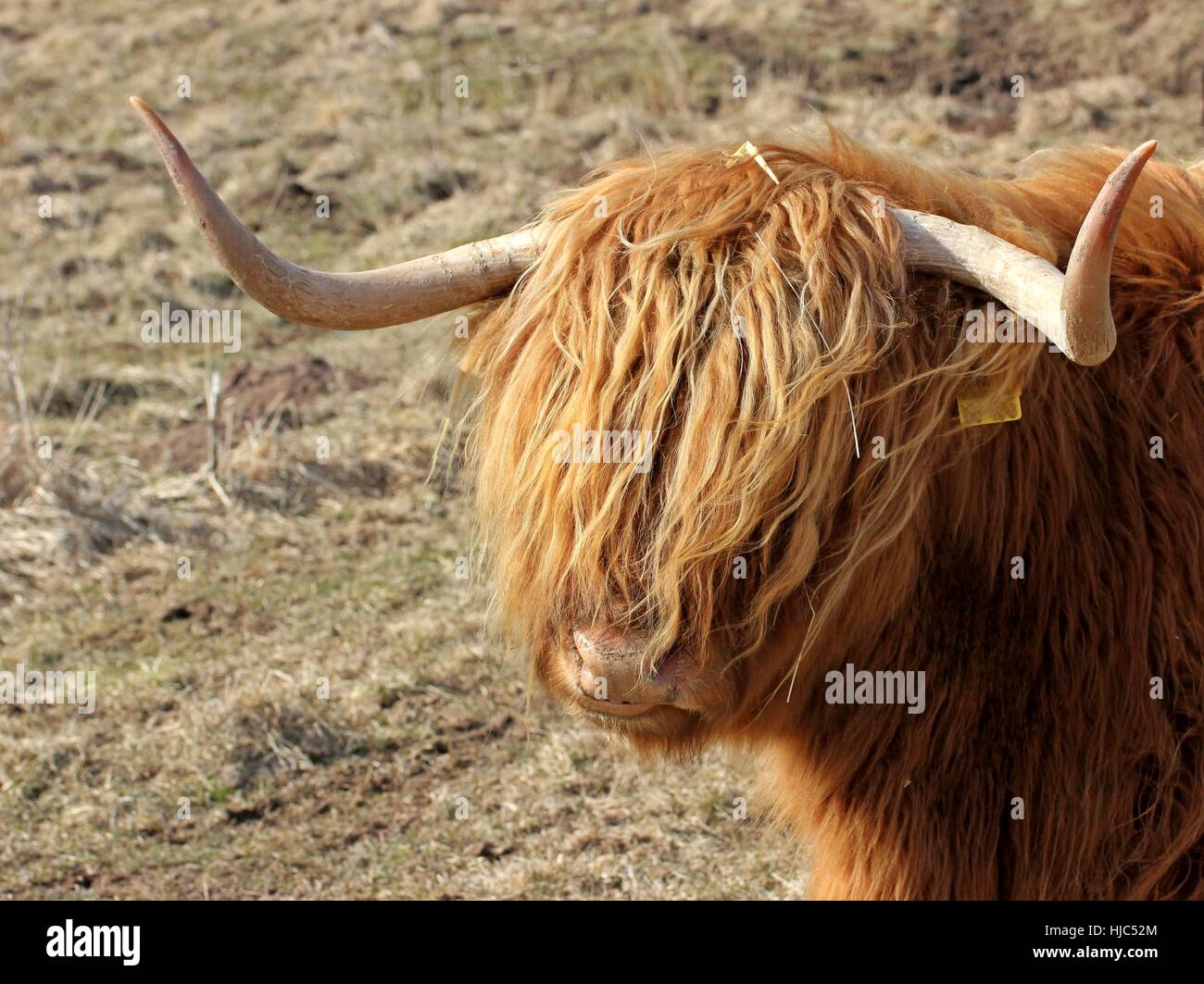 bovine, red, female, portrait, long hairs, cornets, cow, bovine, long ...