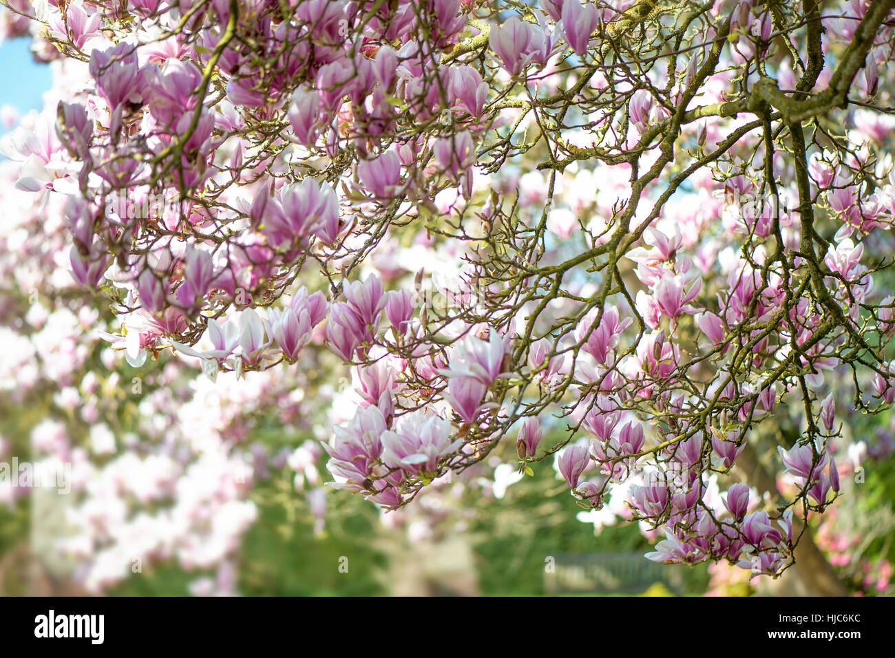 landscape image of the beautiful spring flowering Magnolia tree/shrub ...