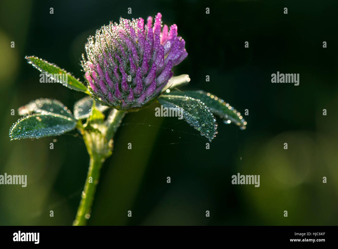 Morning dew on a Red Clover flower - Trifolium pratense image taken at ...