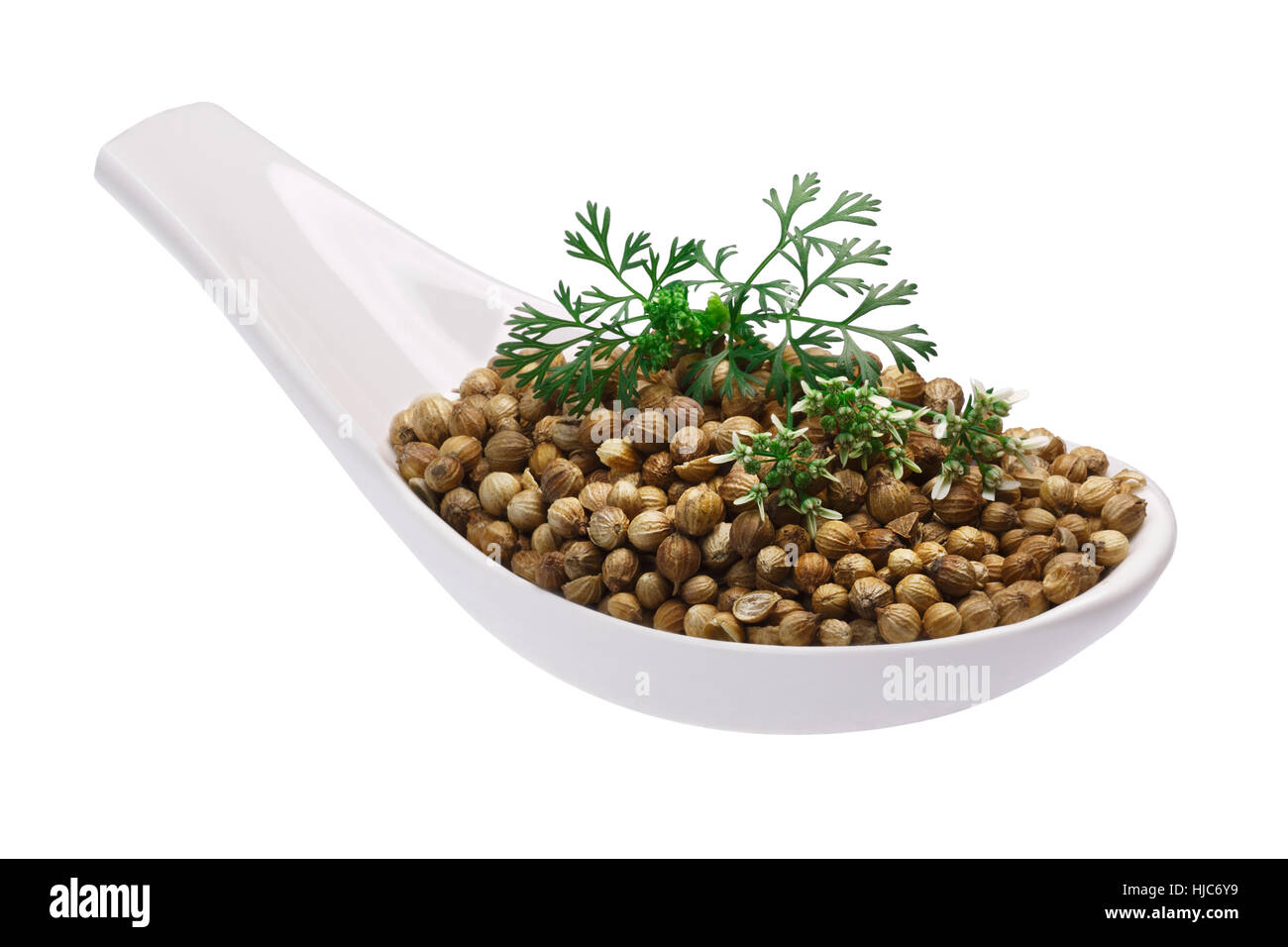 Ceramic spoon of dried Coriander or Cilantro seeds (Coriandrum sativum ...