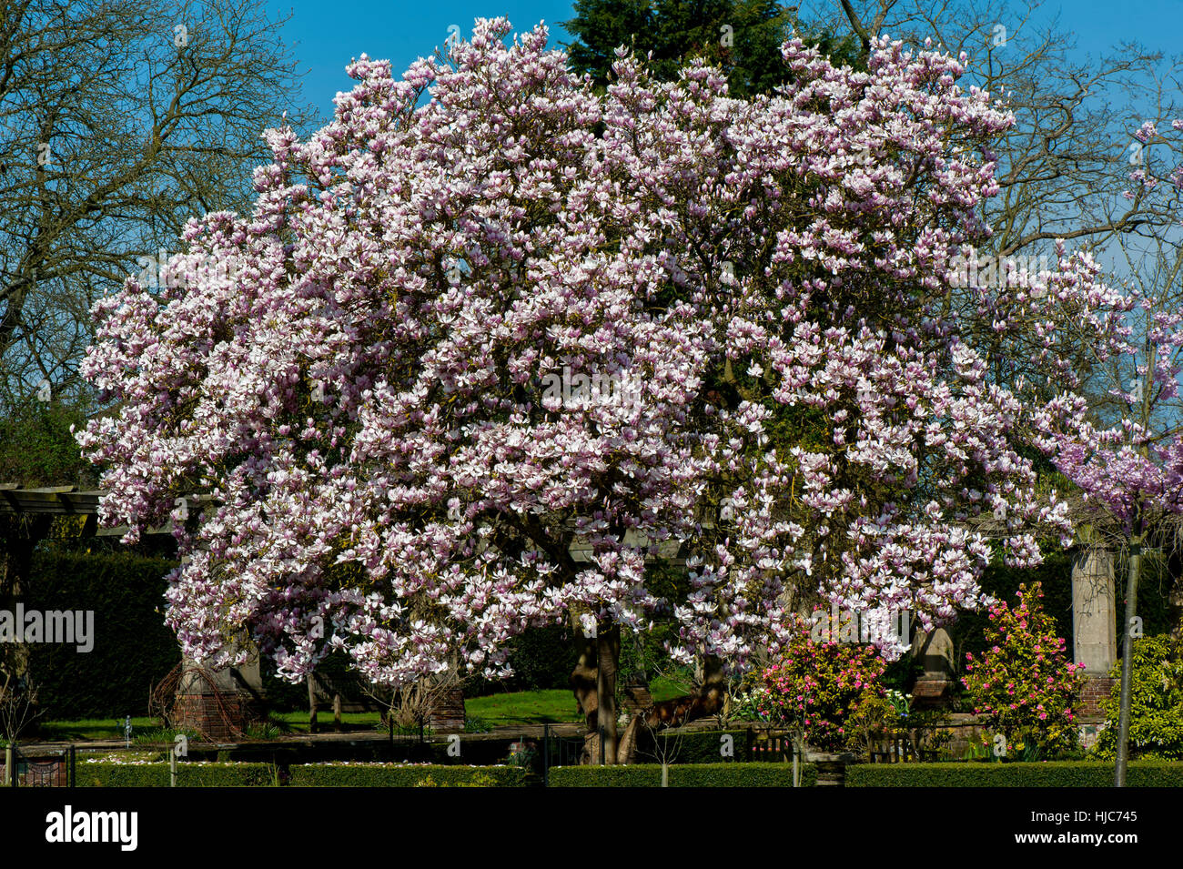 landscape image of the beautiful spring flowering Magnolia tree/shrub ...