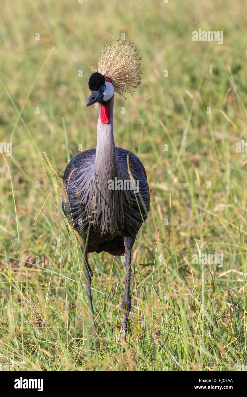 Grey Crowned Crane Kenya's national bird Stock Photo - Alamy