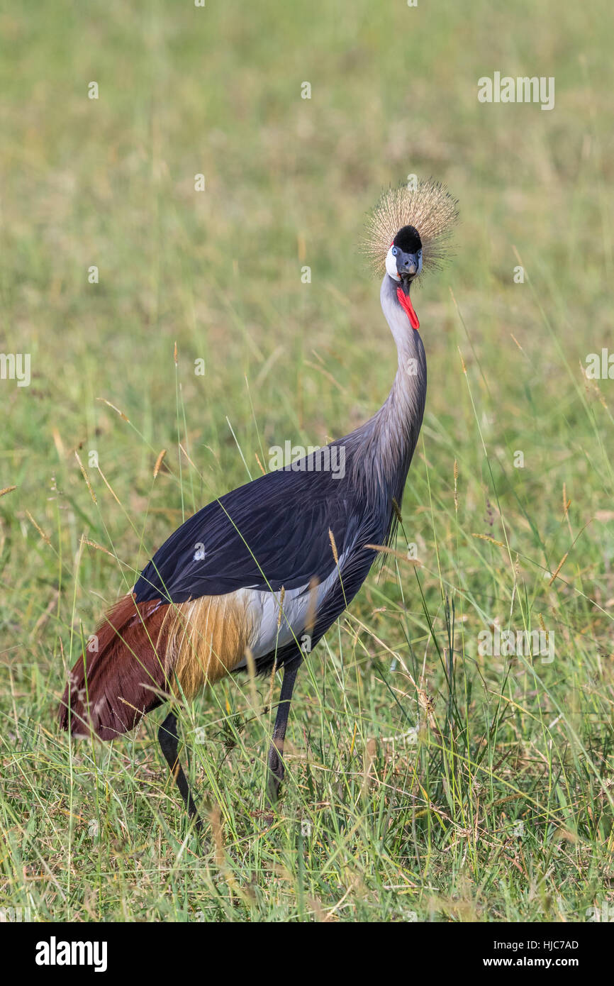 Camera crane wilderness hi-res stock photography and images - Alamy