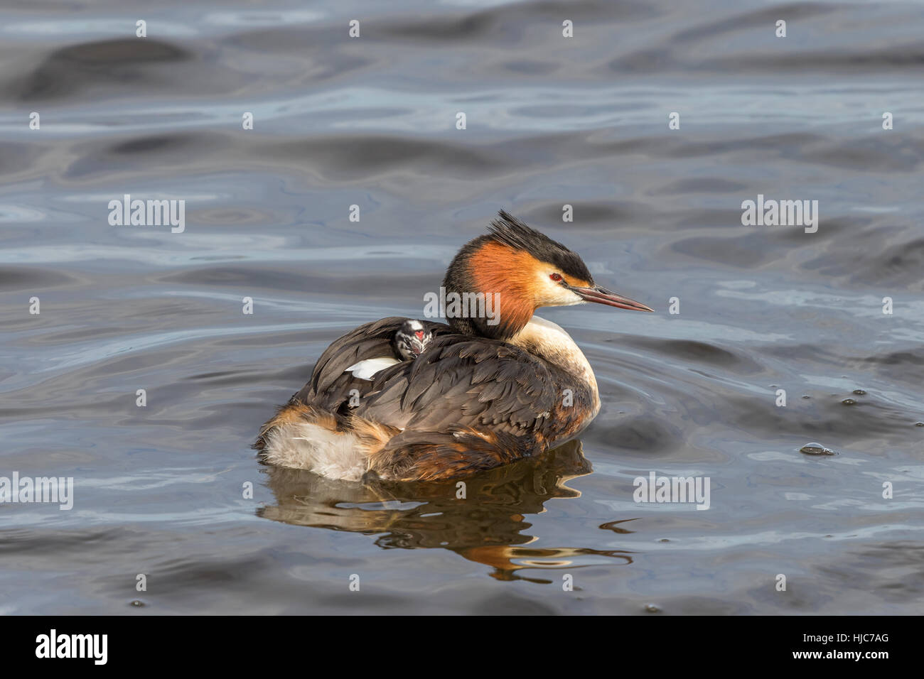 Great Crested Grebe with a chick on his back Stock Photo - Alamy